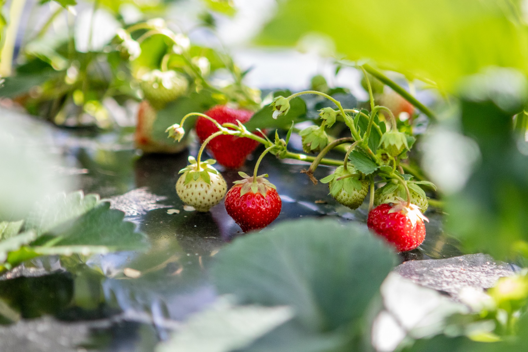 Choose BioBag for Top-Quality Soil Biodegradable Mulch Film